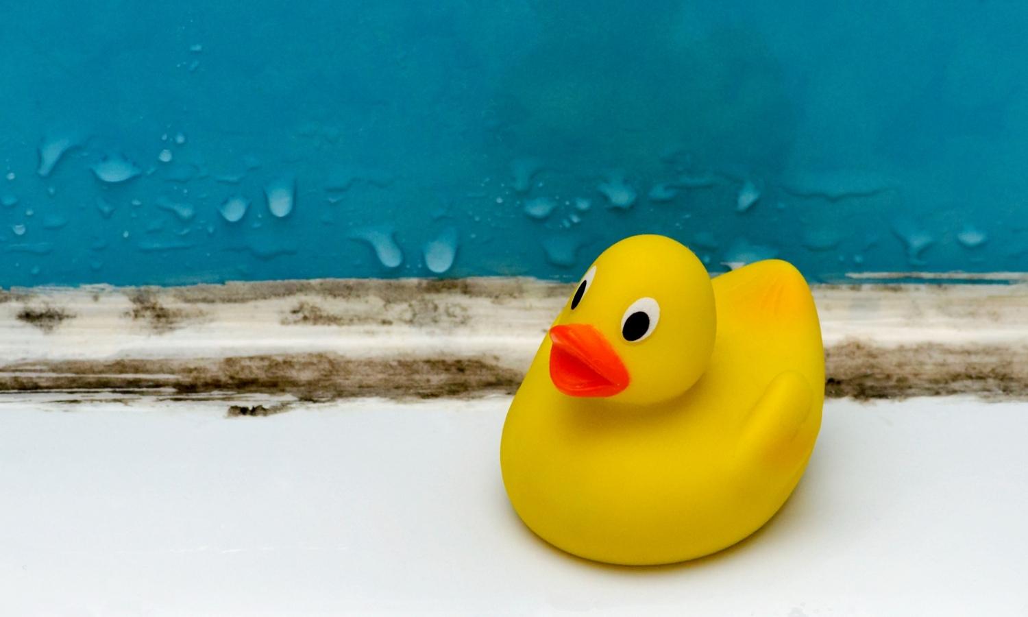 Preventing Mold, Mildew, and Algae Stains | MiracleMist